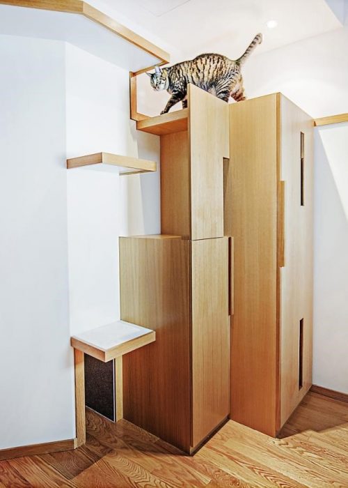 Cats rule the world from their cat - walking- system - The Cat Design